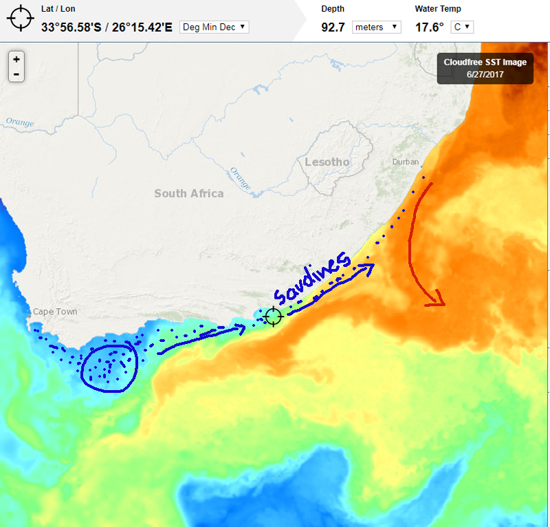 Sardine Run, cuando la Naturaleza es puro espectáculo - ViajarSolo Blog