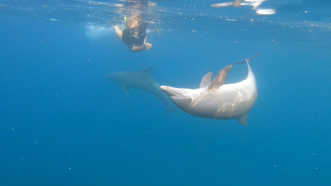 Nadar con delfines En Yate entre Delfines y Corales | ViajarSolo