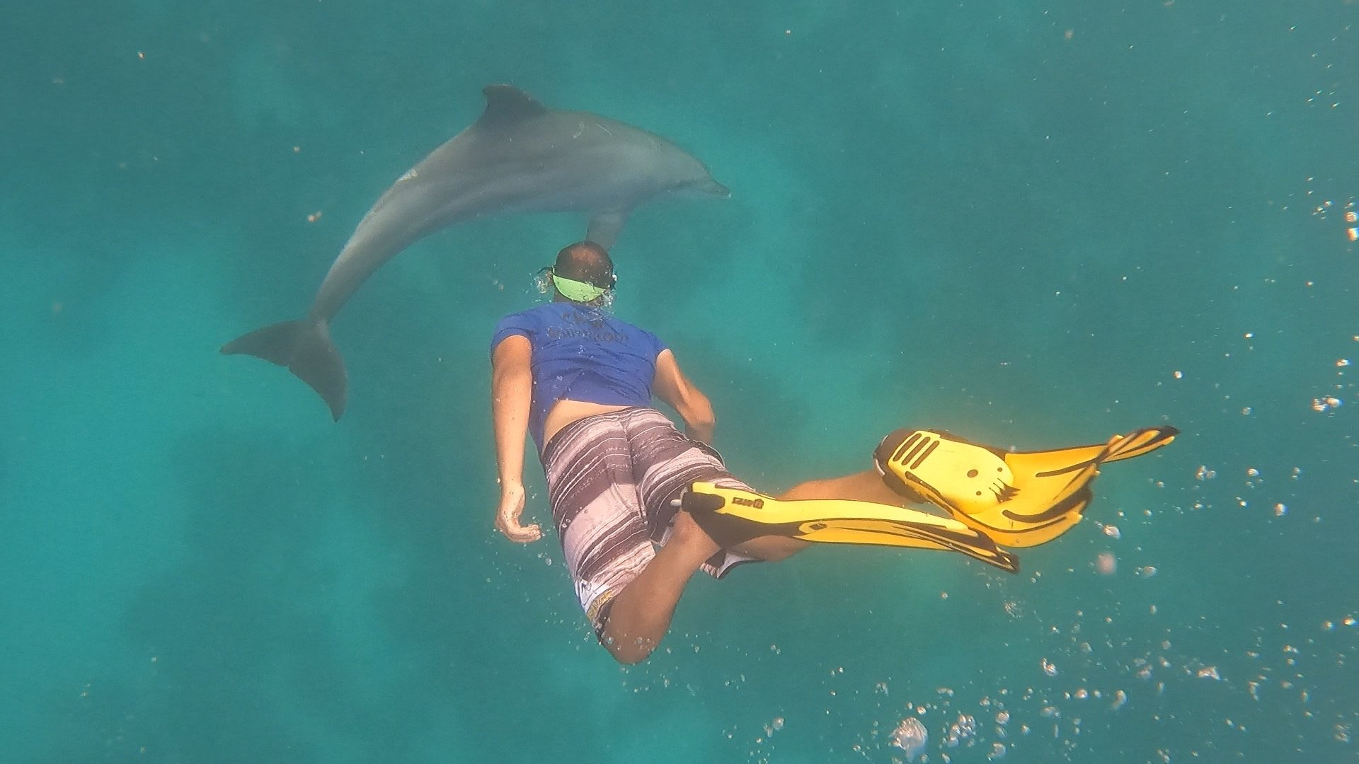 Nadar con delfines En Yate entre Delfines y Corales | ViajarSolo