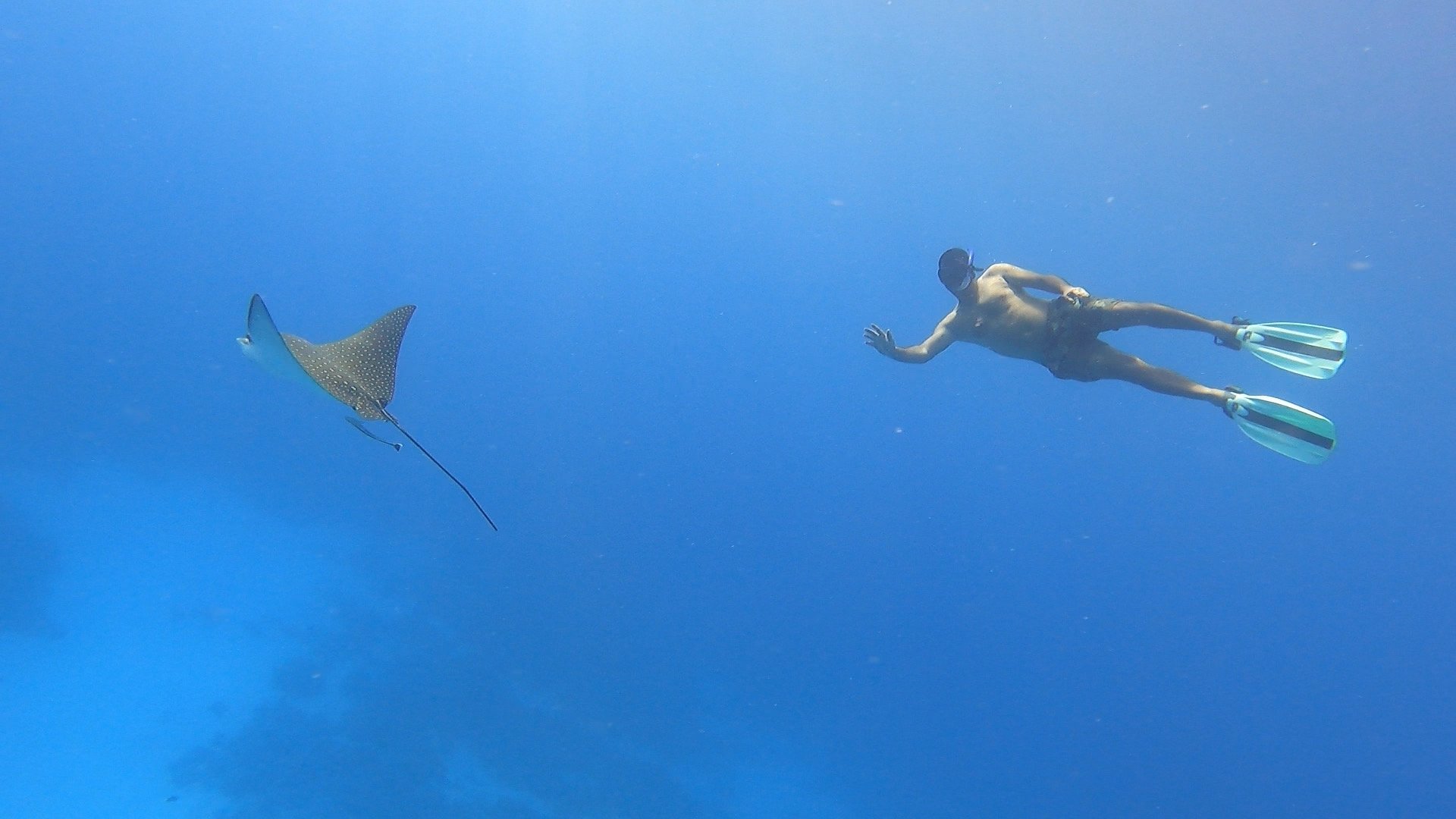 Nadar con delfines En Yate entre Delfines y Corales | ViajarSolo