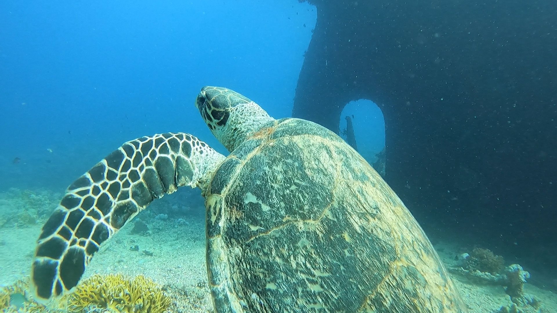 Nadar con delfines En Yate entre Delfines y Corales | ViajarSolo