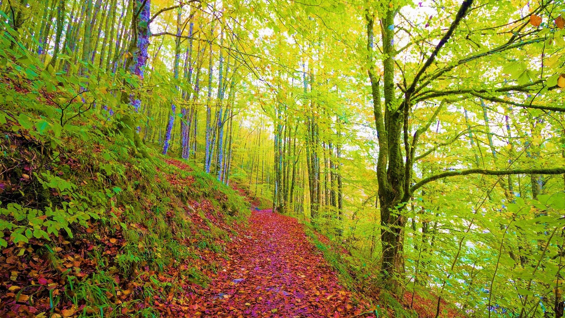 Senderismo en los bosques de Irati | ViajarSolo