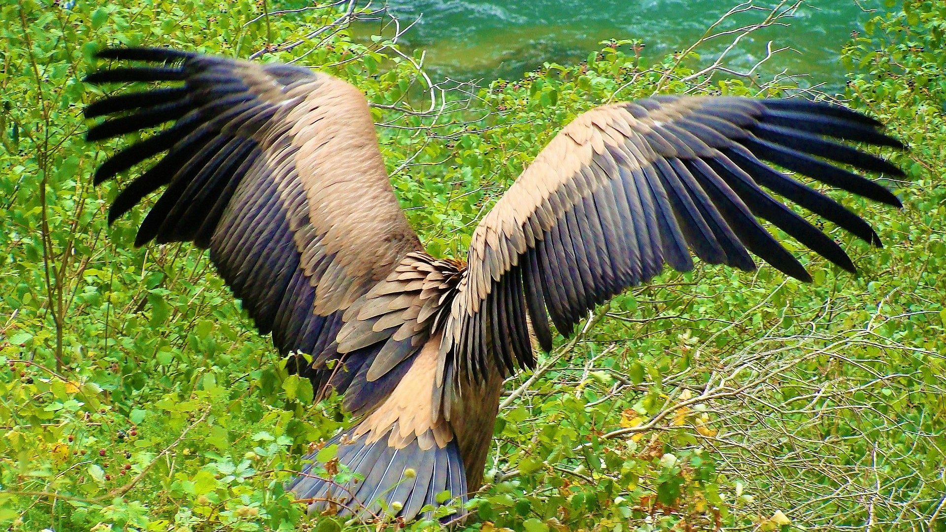 Senderismo en los bosques de Irati | ViajarSolo