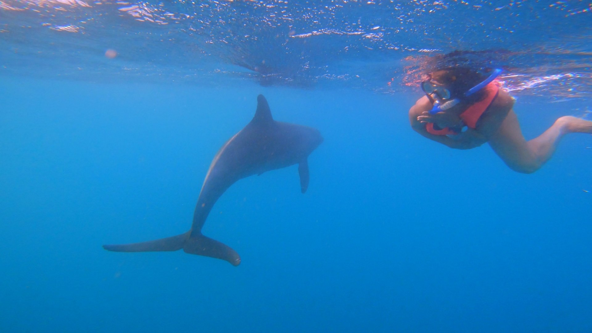 Nadar con delfines En Yate entre Delfines y Corales | ViajarSolo