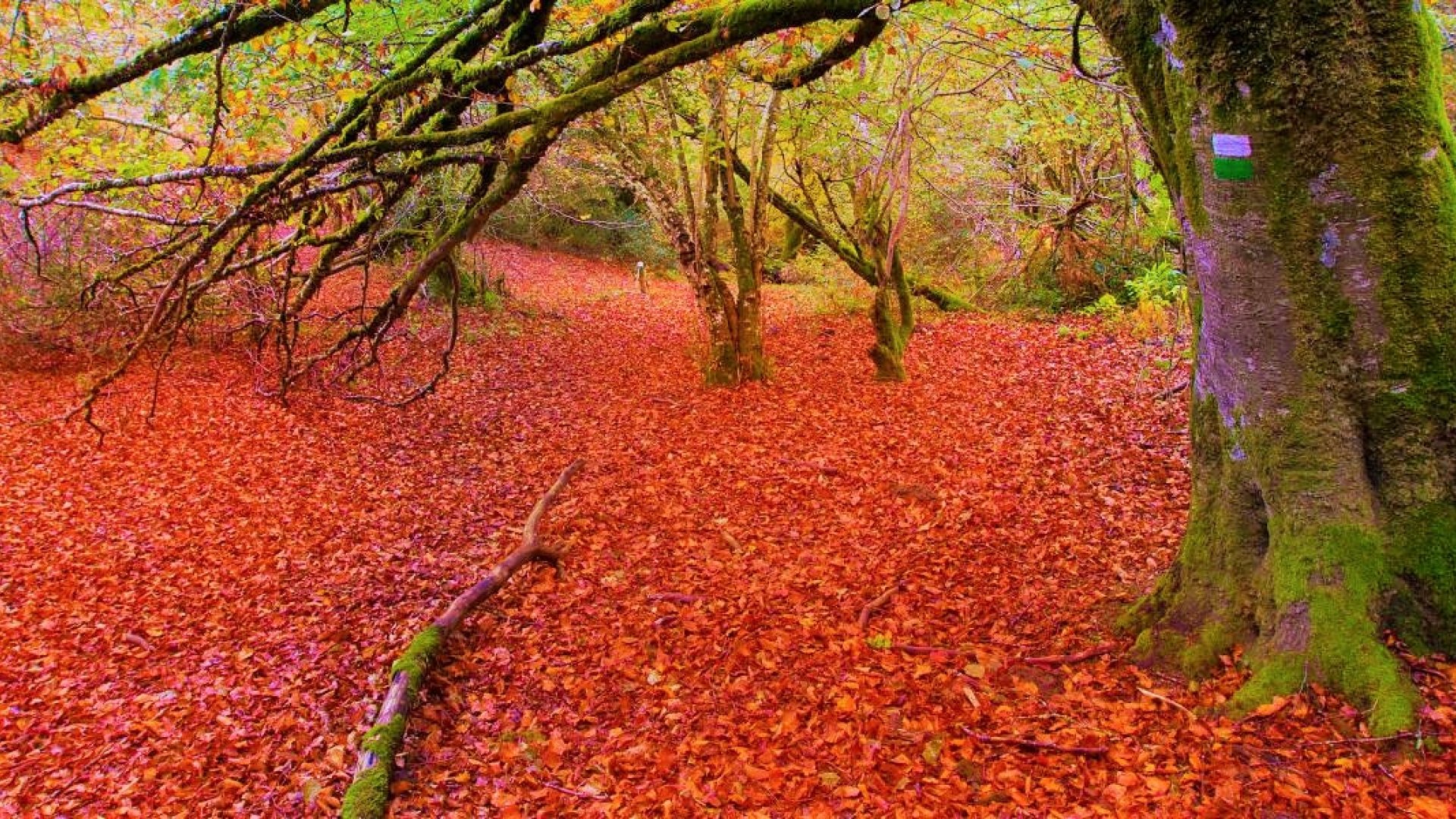 Senderismo en los bosques de Irati | ViajarSolo