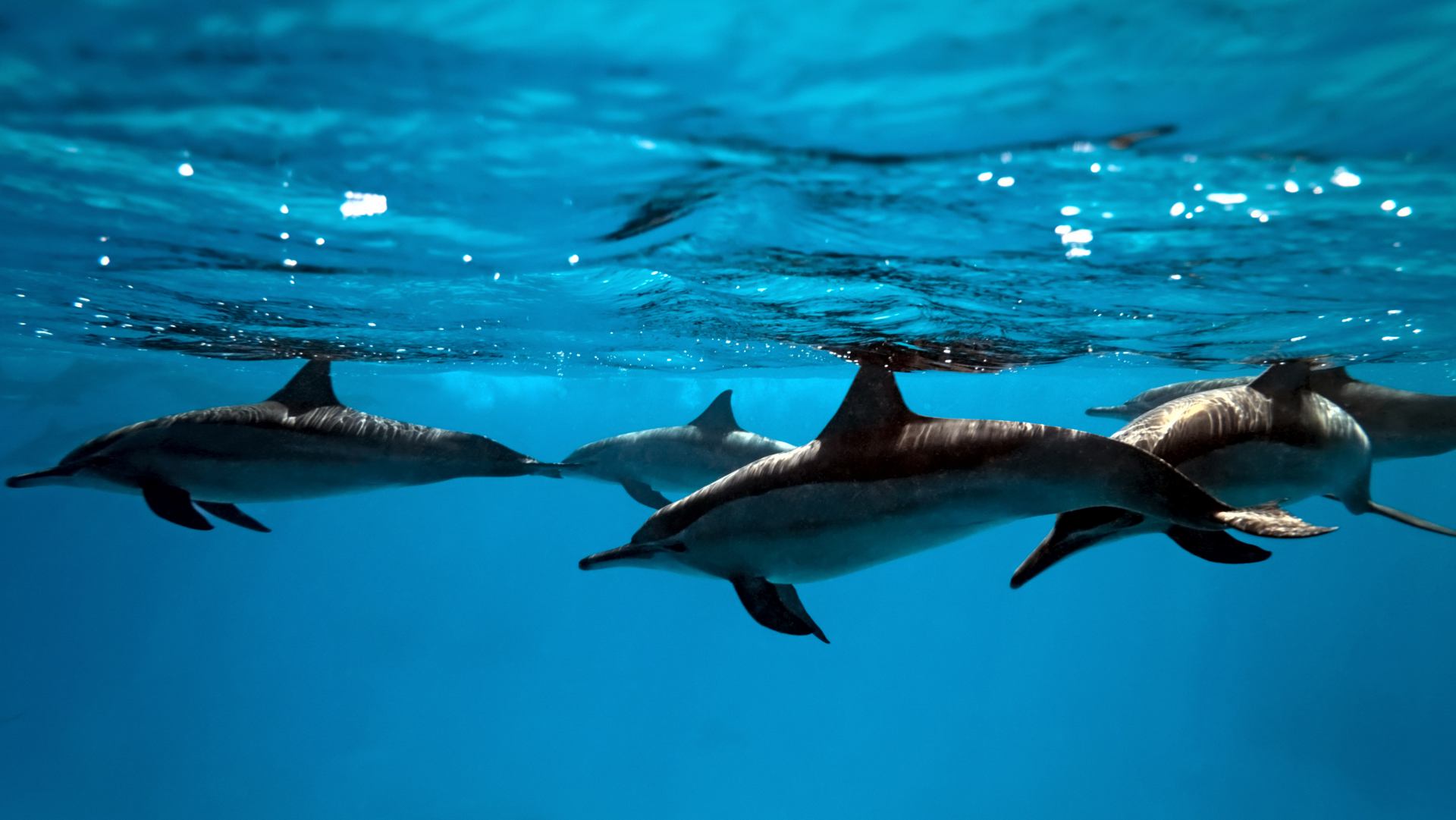 Delfines Mar Rojo - Viajar Solo