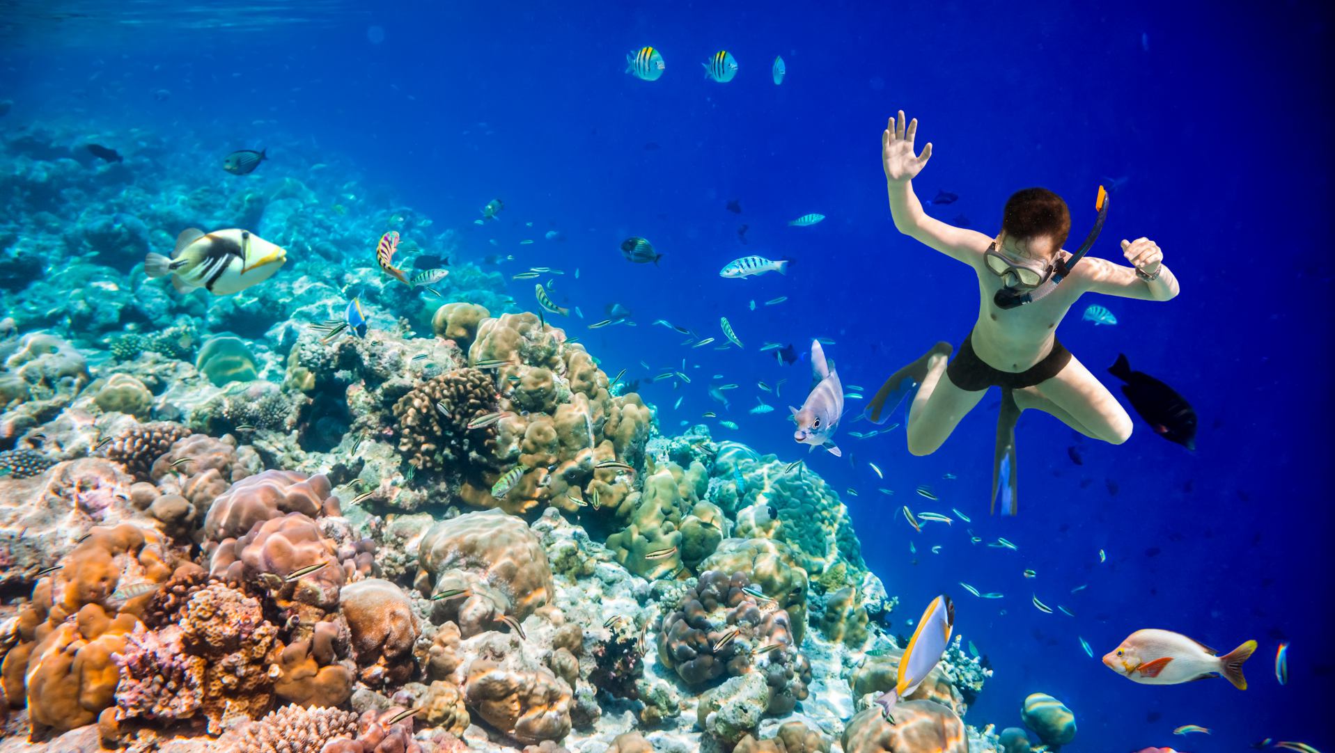 Safari de buceo en vida a bordo Mar Rojo - Viajar Solo